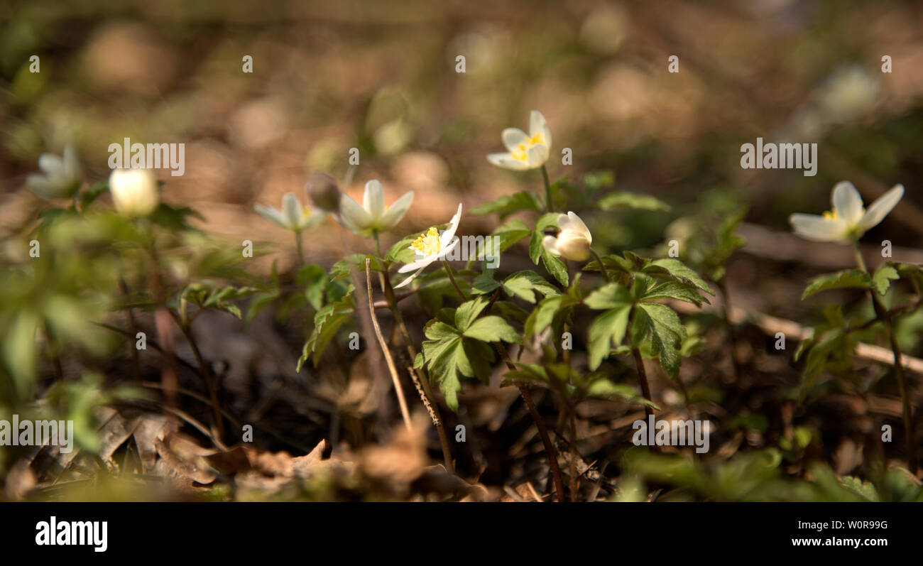 Spring flowers - anemones Stock Photo - Alamy