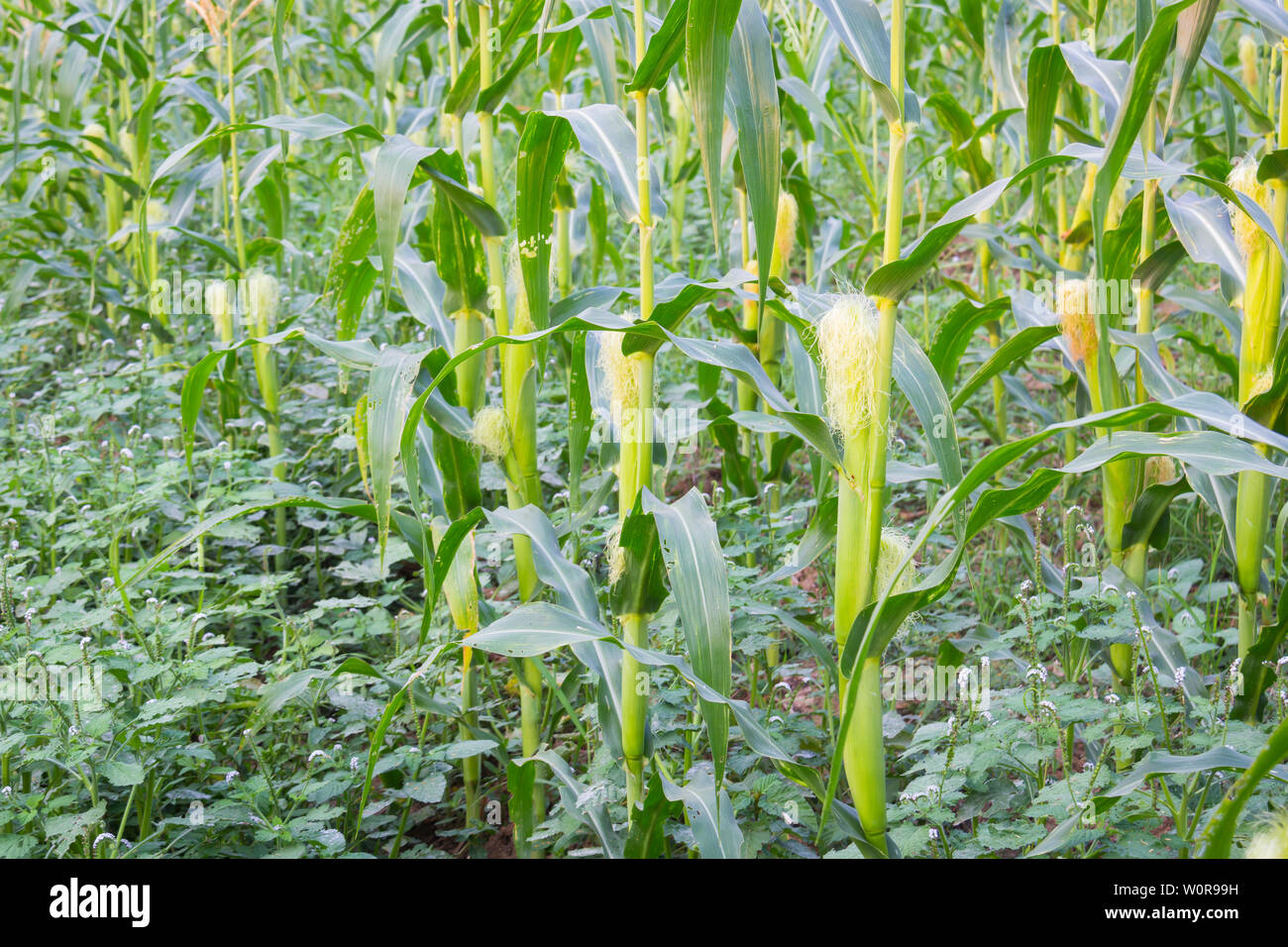 Sweet corn in the garden Stock Photo - Alamy