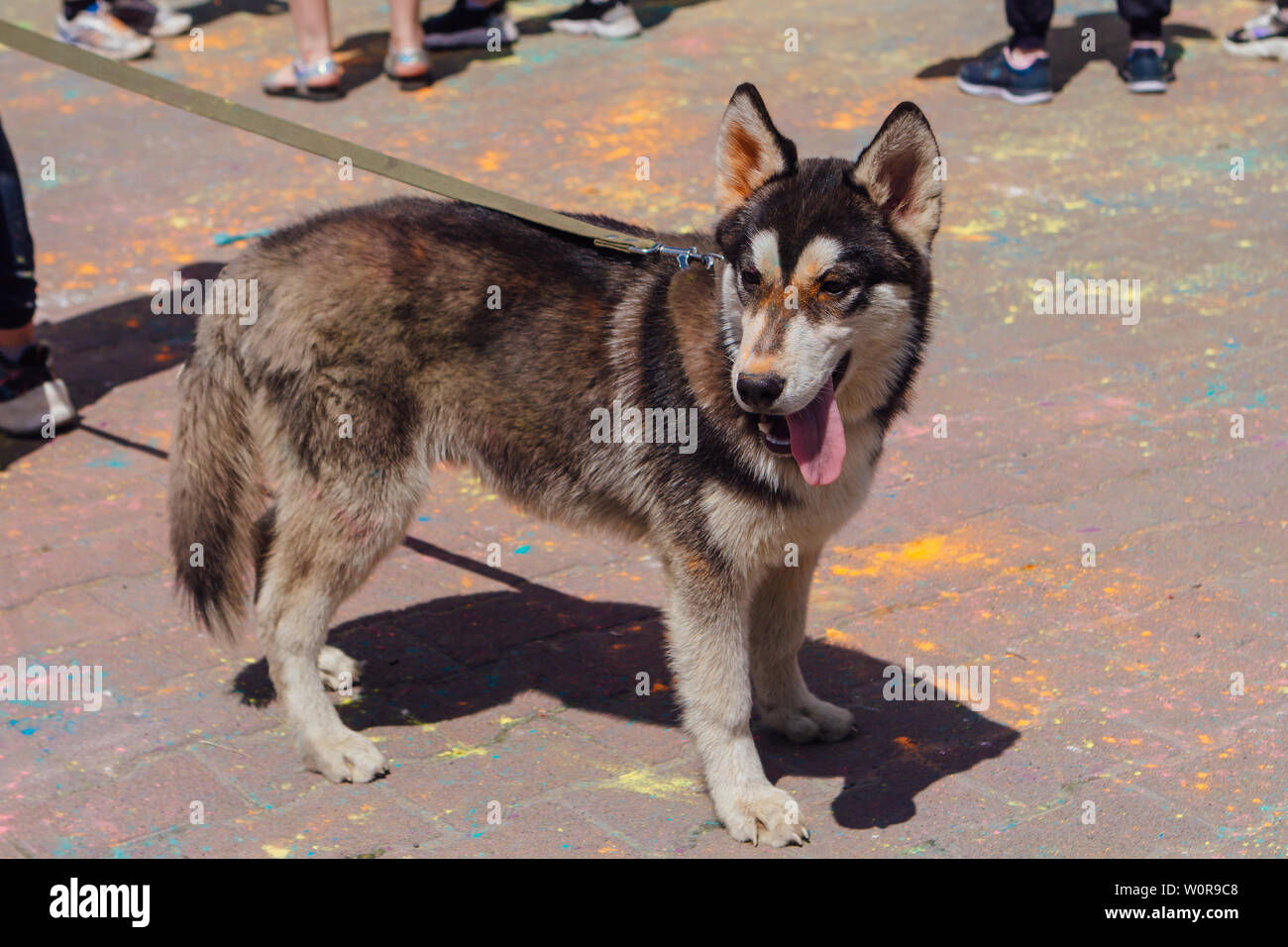 Young husky covered with colorful Holi powder on the street Stock Photo ...