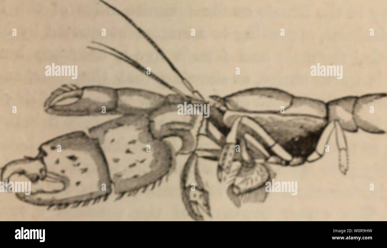 Archive image from page 332 of The descent of man and Stock Photo - Alamy