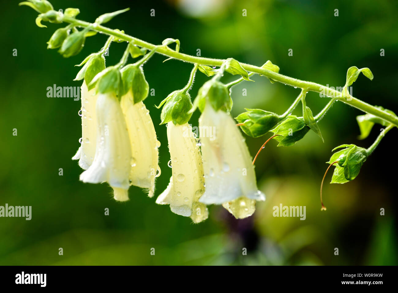 Rain bathed hi-res stock photography and images - Alamy