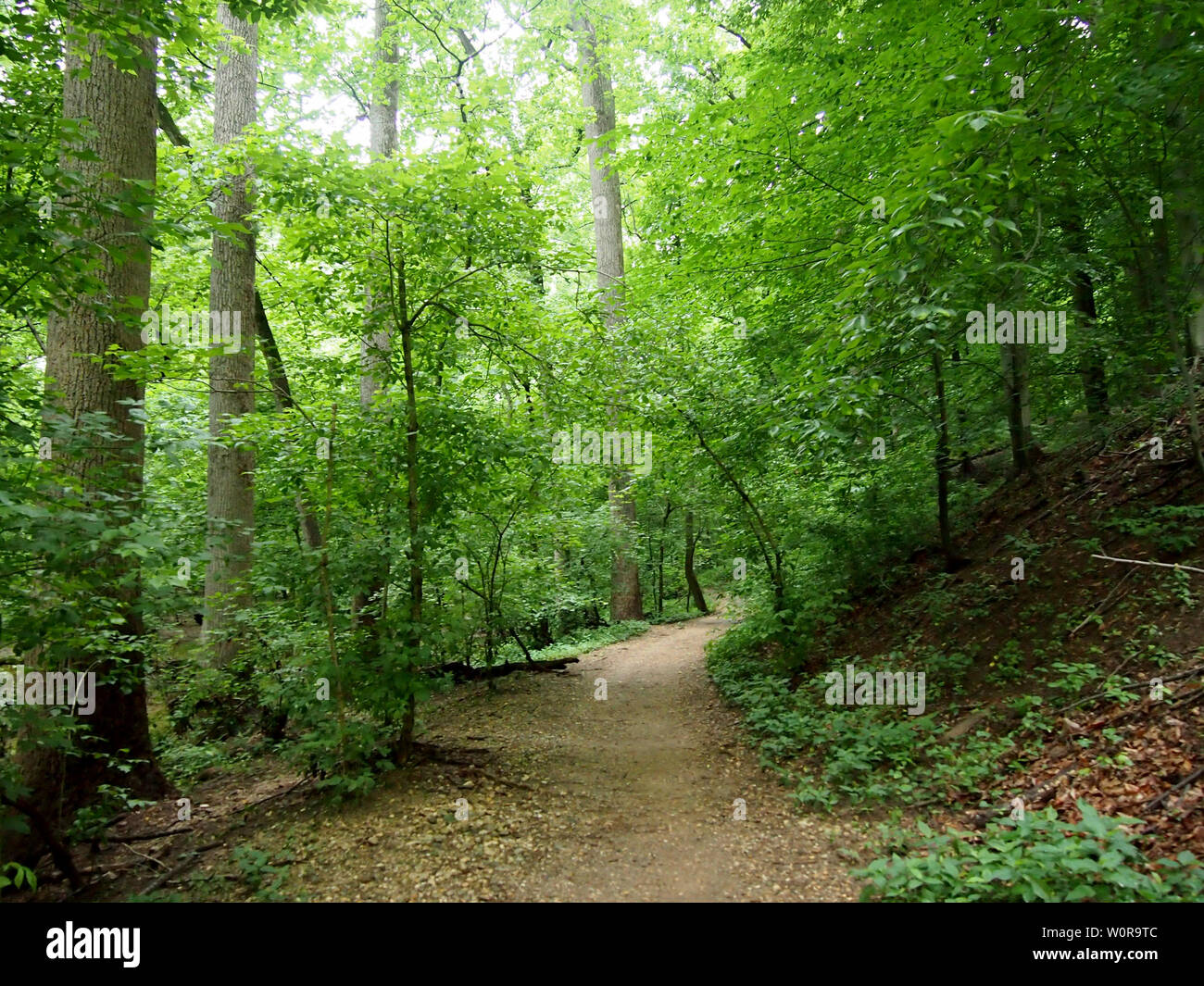 Dirt Path leading downwards through the Forest in Rock Creek Park ...