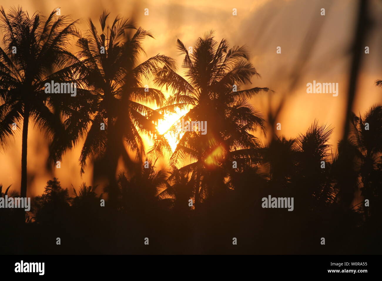 Coconunt tree - sunrise Stock Photo - Alamy
