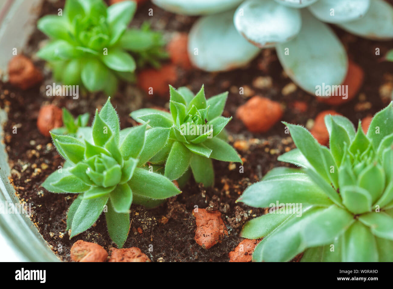 Miniature succulent plants Stock Photo - Alamy