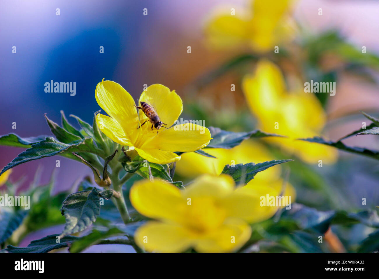THE HONEYBEE ON THE POLLEN Stock Photo - Alamy