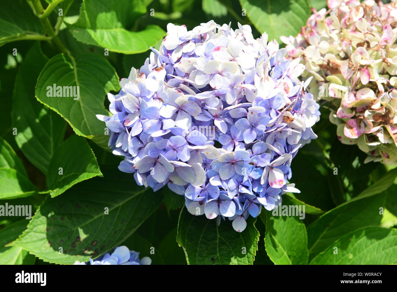 Hydrangeas backgrounds hi-res stock photography and images - Alamy