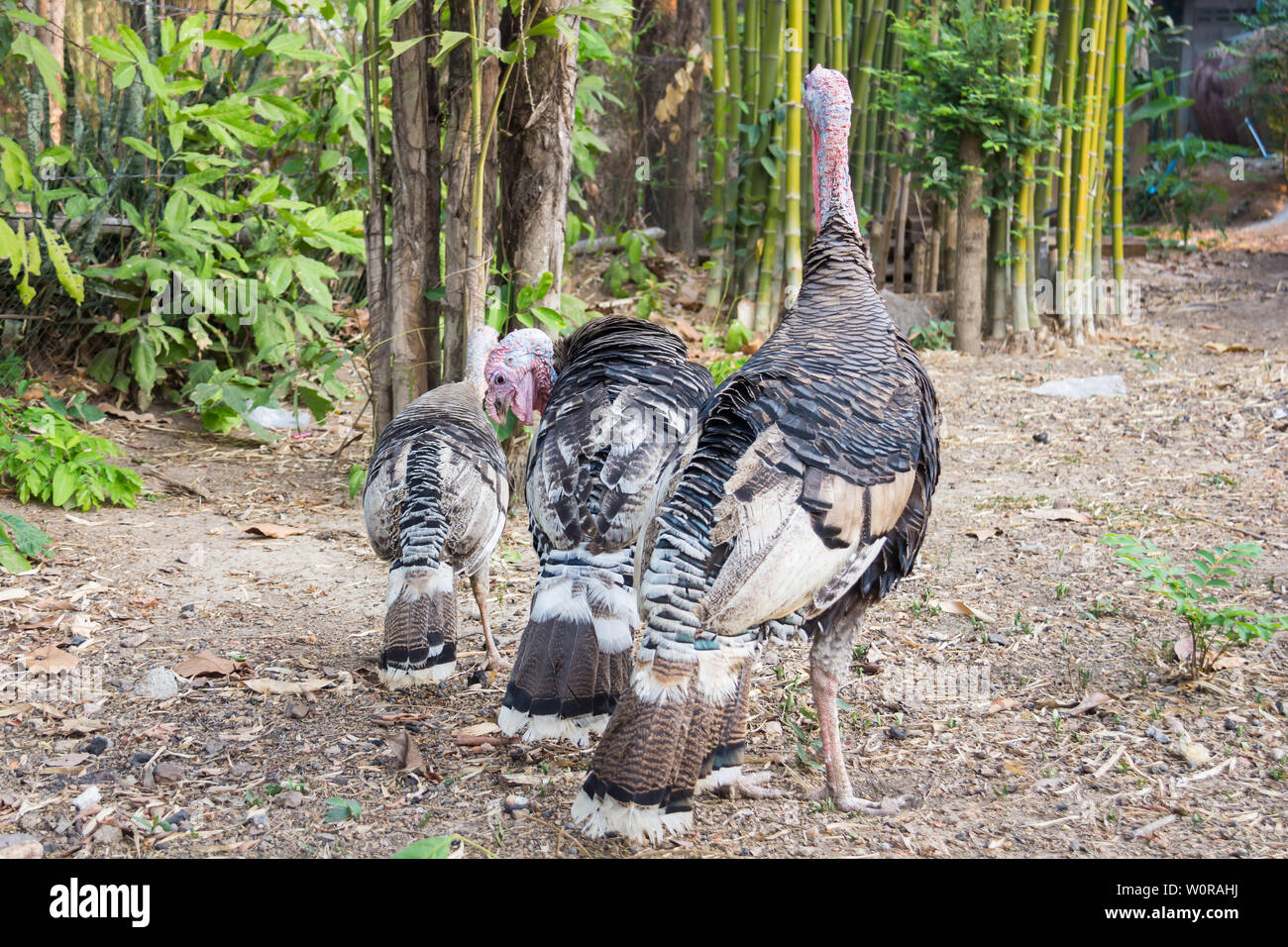 Turkey cock or Turkey bird with green background Stock Photo - Alamy