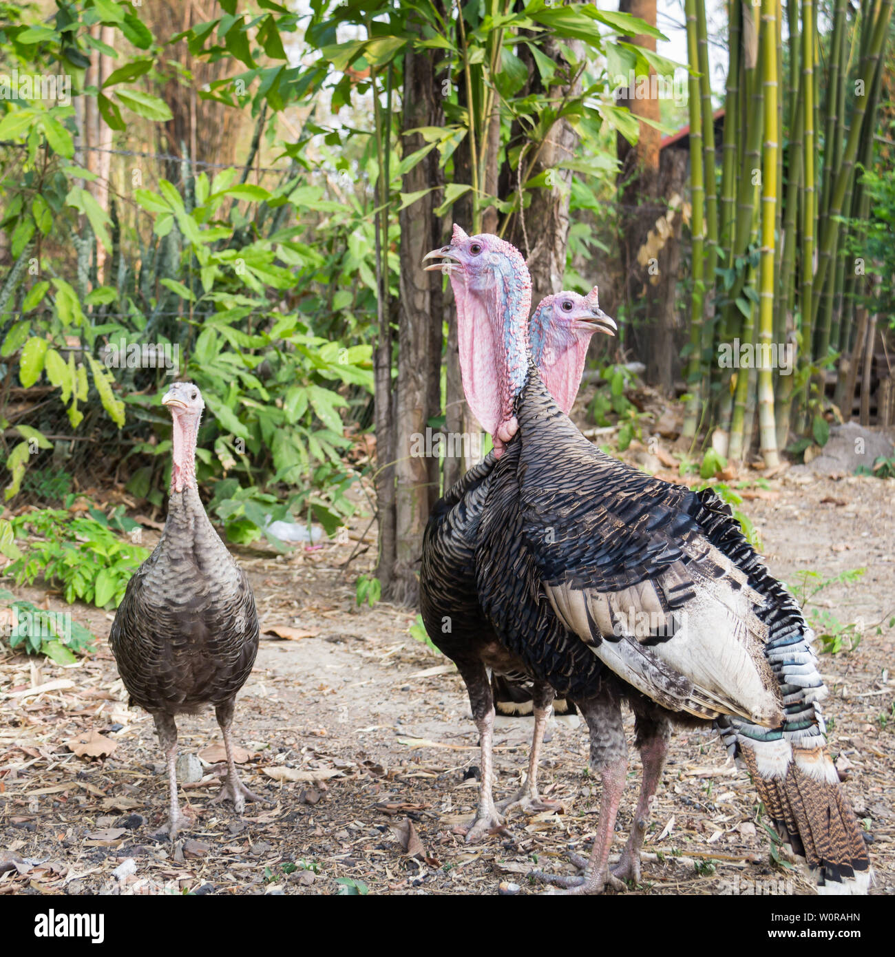 Turkey cock or Turkey bird with green background Stock Photo - Alamy