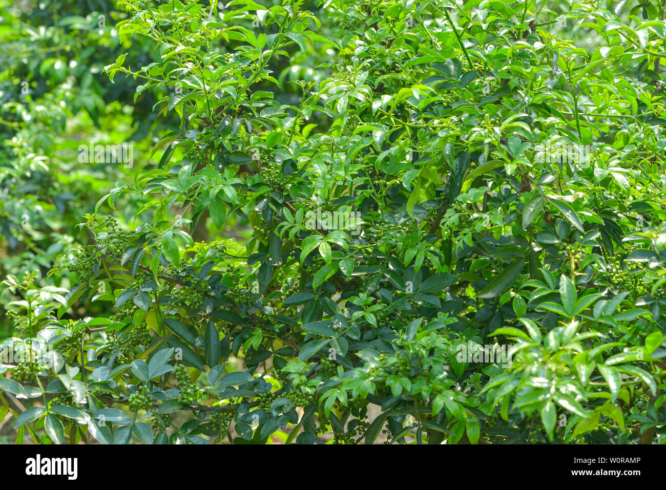 Pepper rattan pepper branch close-up HD large picture Stock Photo - Alamy