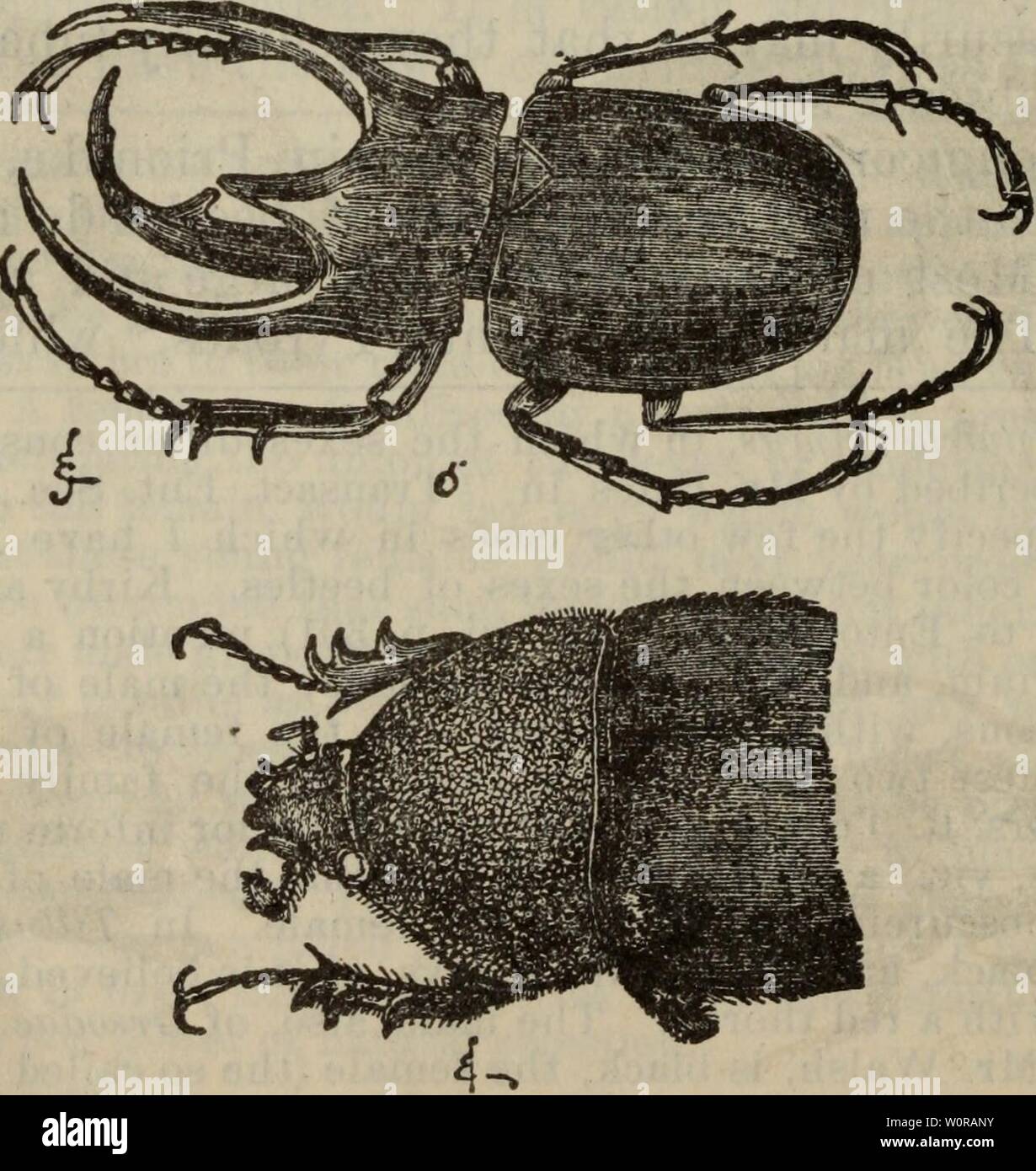 Archive image from page 347 of The descent of man, and Stock Photo - Alamy