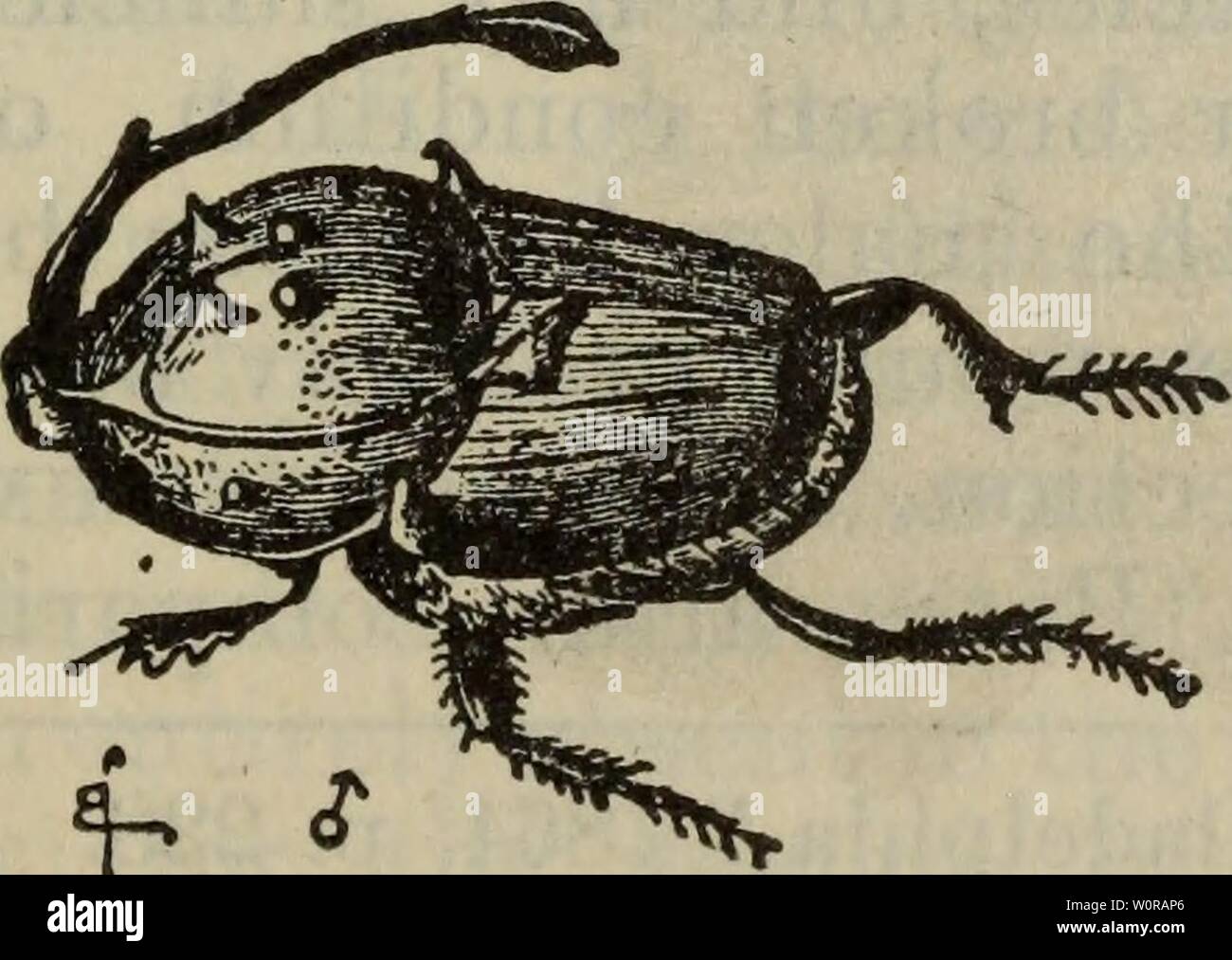 Archive image from page 348 of The descent of man, and Stock Photo - Alamy