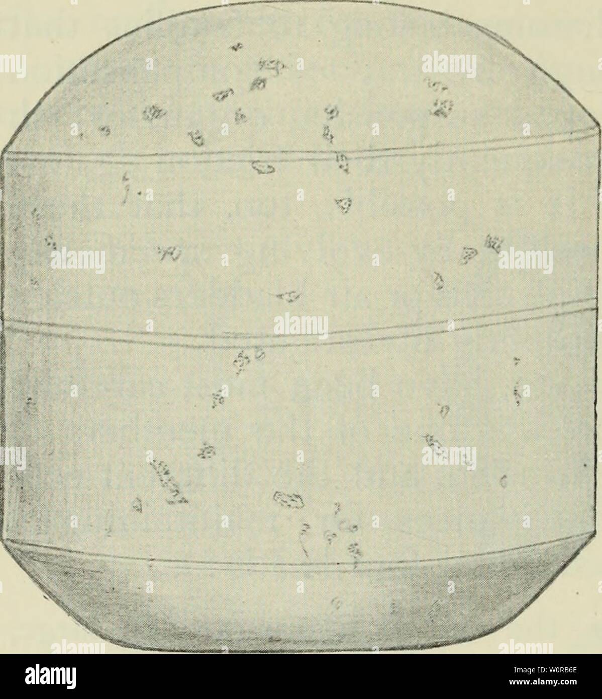 Archive image from page 353 of The depths of the ocean;. The depths of ...