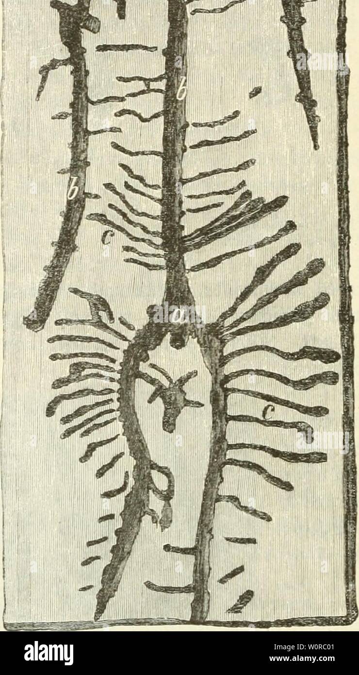 Gemo hi-res stock photography and images - Alamy