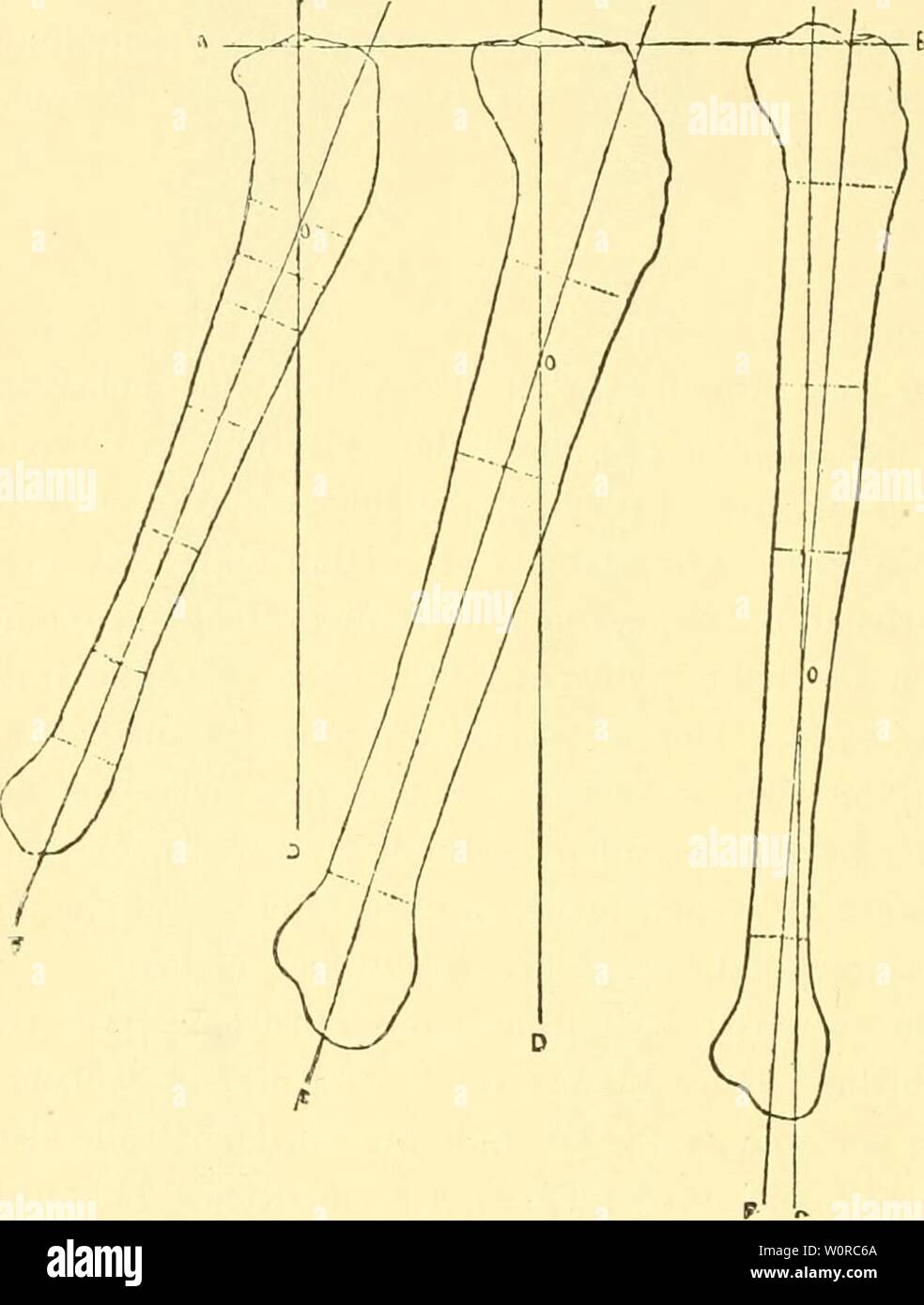 Archive image from page 365 of Der Mensch, sein Ursprung und Stock Photo - Alamy