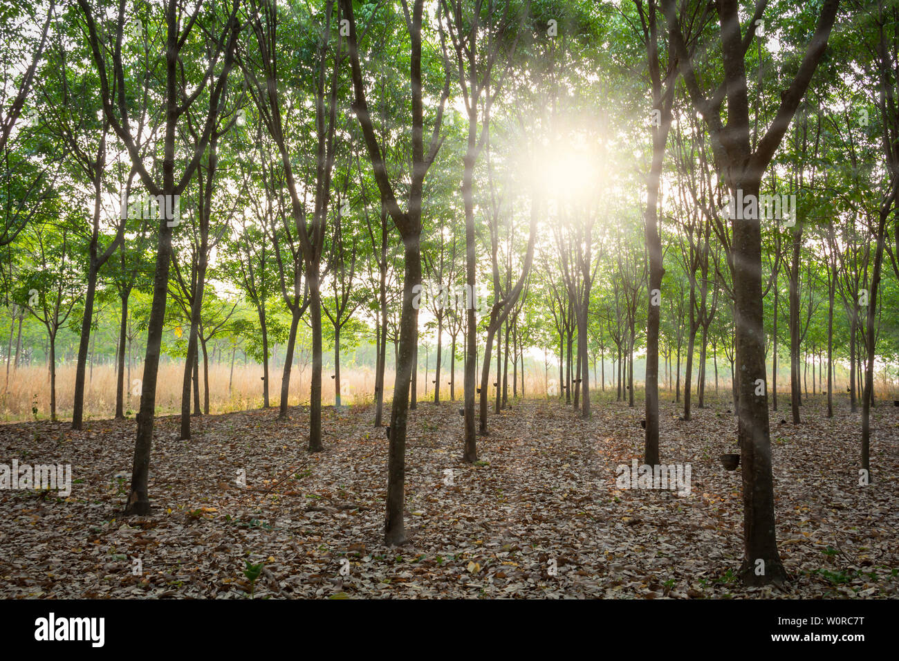 Tapped rubber tree tree hi-res stock photography and images - Alamy