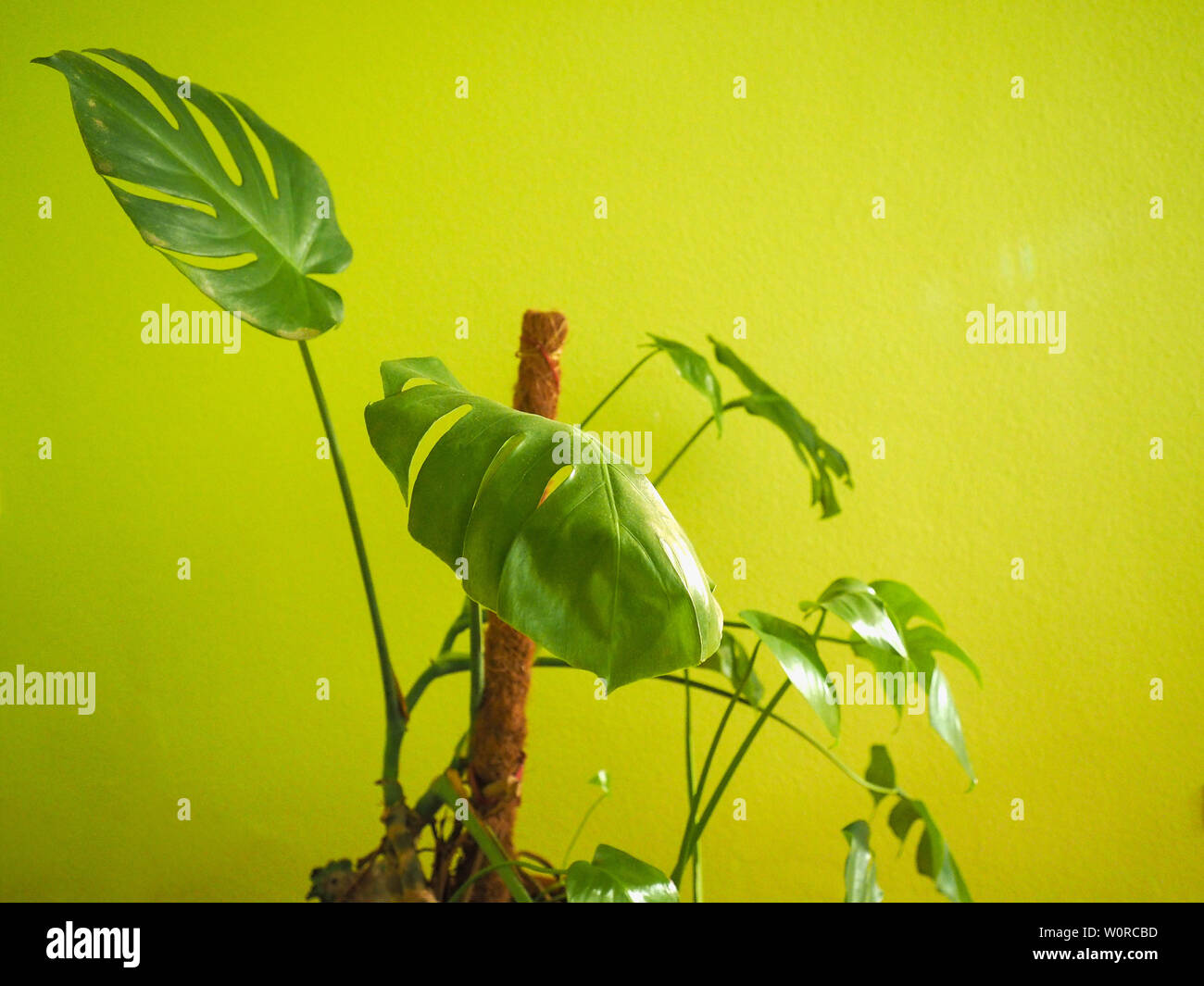 ceriman (Monstera deliciosa) aka fruit salad plant Stock Photo - Alamy