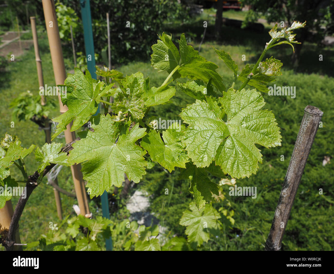leaves of vitis (Vitaceae) aka vine or grapevine plant Stock Photo - Alamy