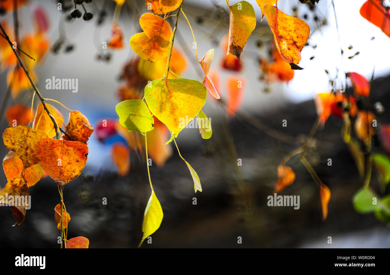 Akinori hi-res stock photography and images - Alamy