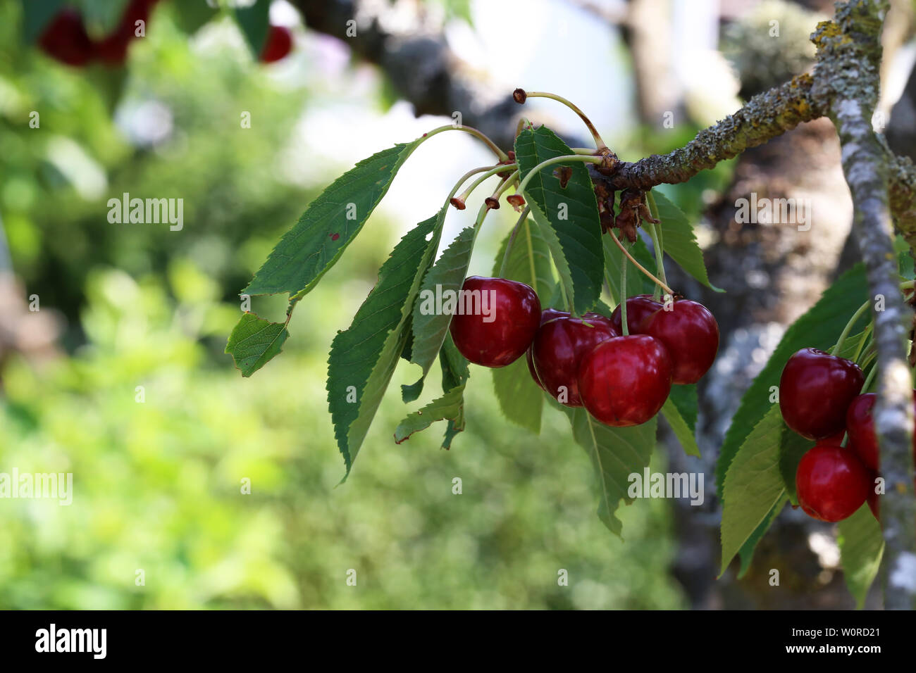 Cherries hanging on a cherry tree branch Stock Photo - Alamy