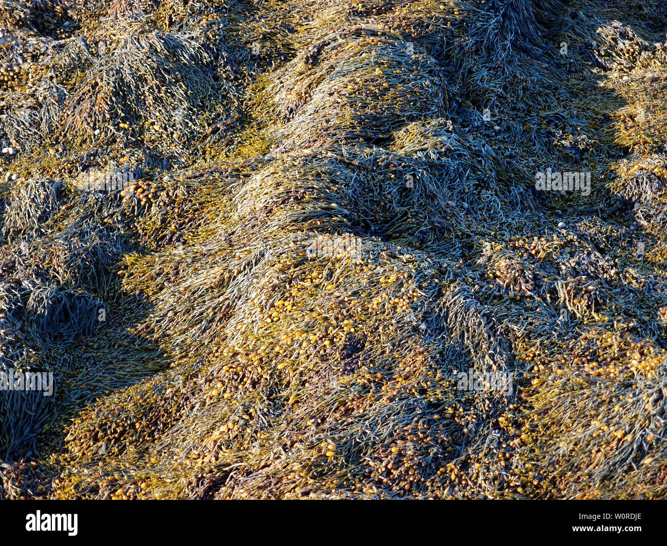 Knotted wrack algae hi-res stock photography and images - Alamy