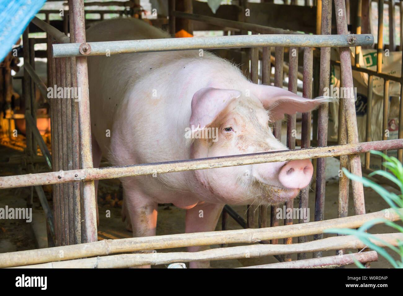 Dirty pigs at pen Stock Photo - Alamy