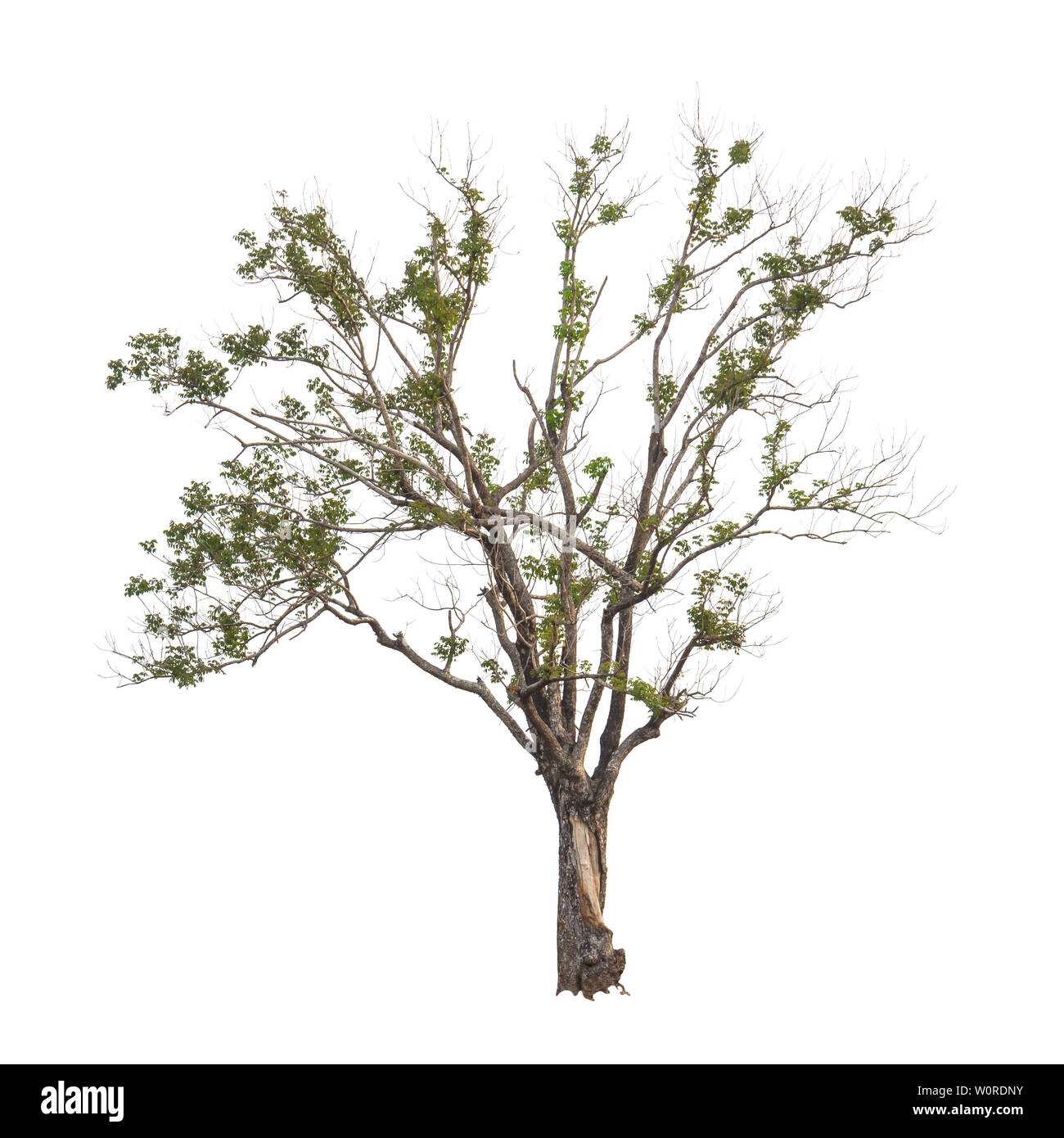 Trees isolated on white background Stock Photo - Alamy