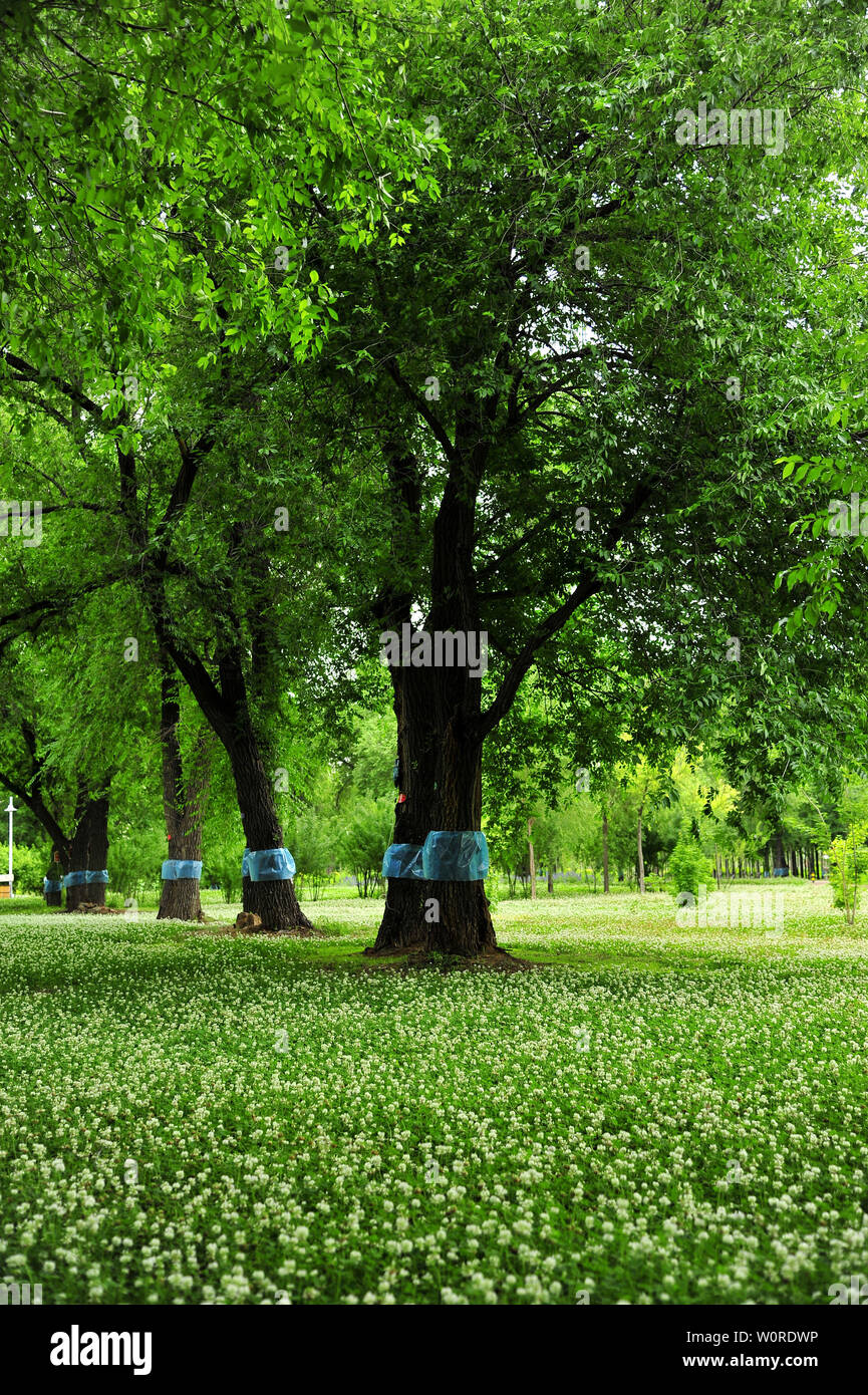 Spring forest flowers and plants picture Stock Photo - Alamy