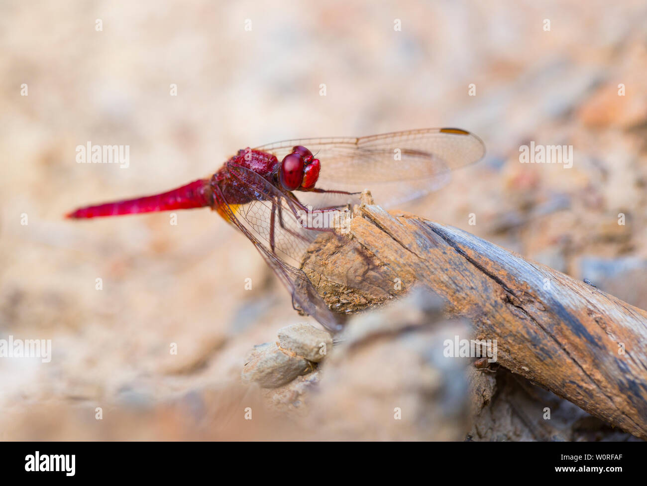 DRAGONFLY Crocothemis erythraea (male), Gipuzkoa, Basque Country, Spain ...
