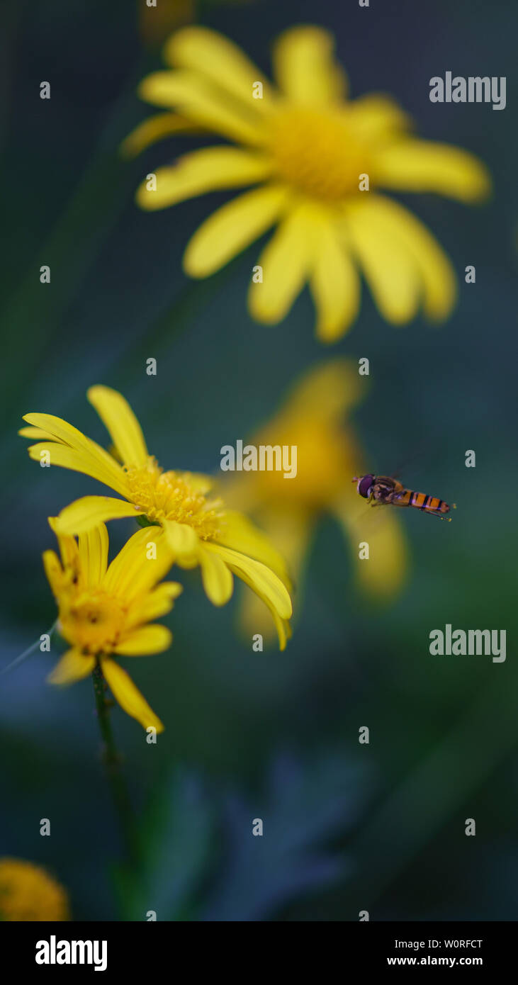 Photographed in Chengdu in April 18 Stock Photo - Alamy
