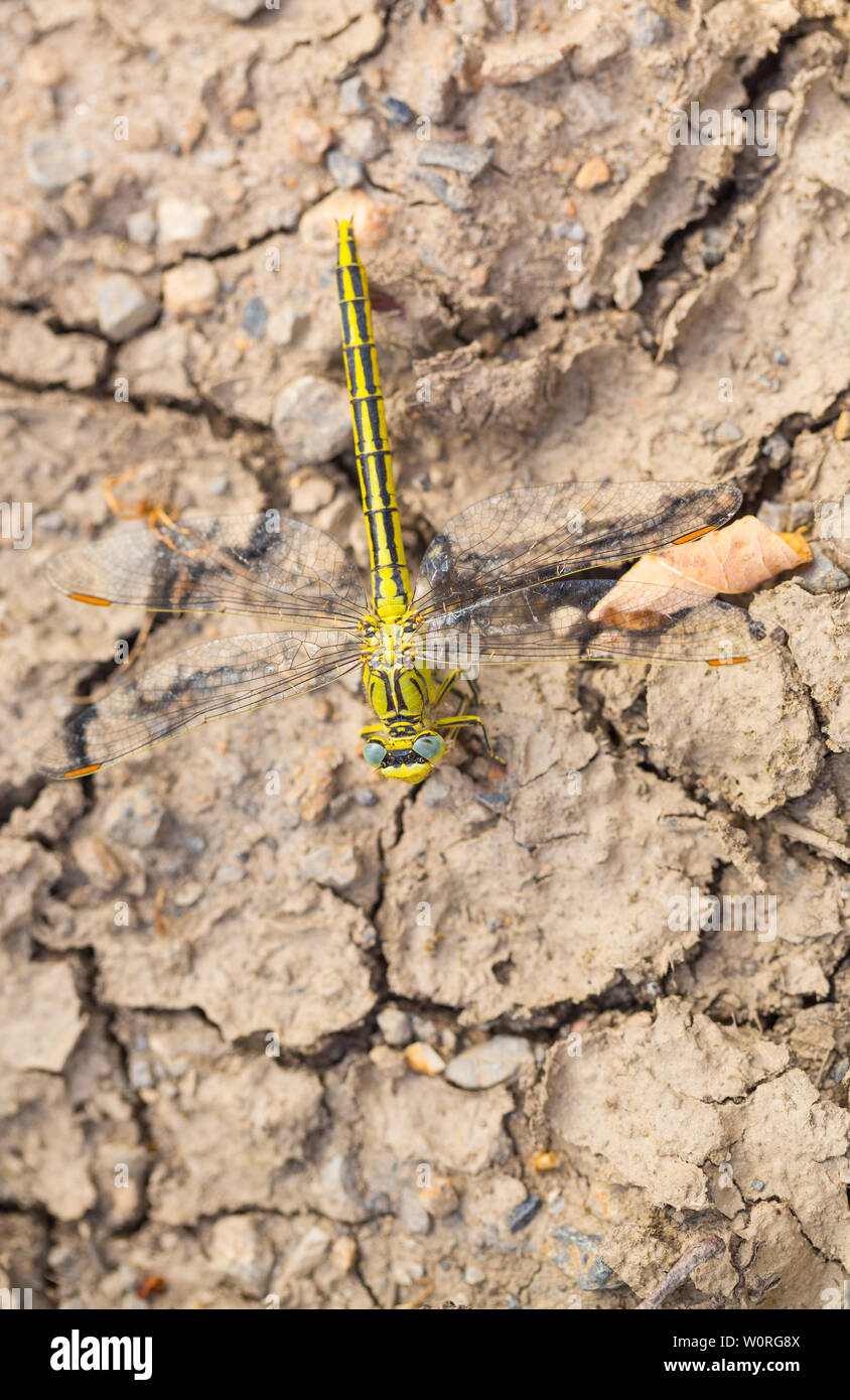 DRAGONFLY Gomphus pulchellus (female), Gipuzkoa, Basque Country, Spain ...