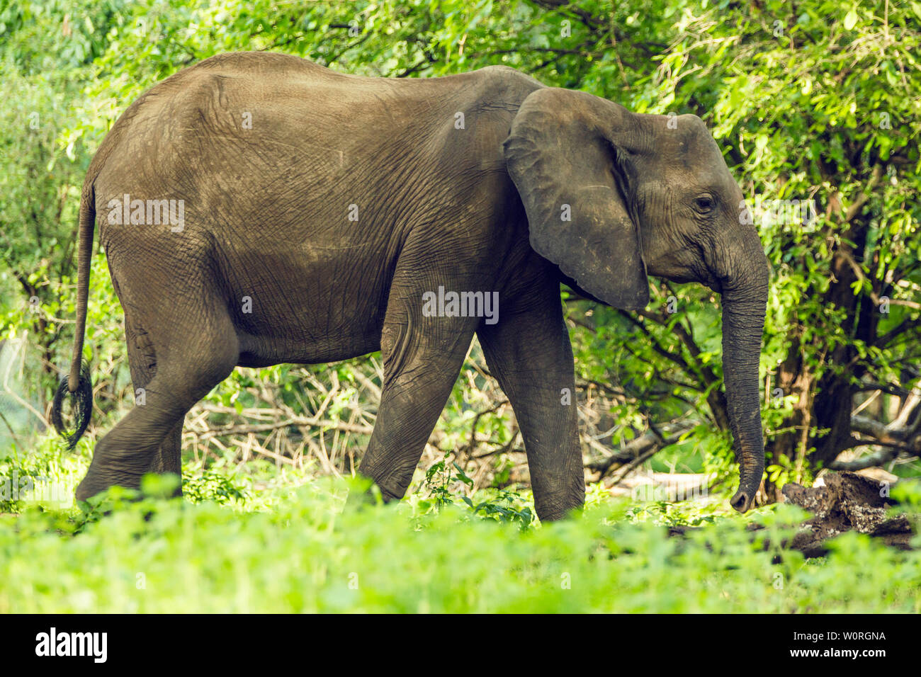 Africa, Zimbabwe, manaturals, national parks, animals, elephants, baby ...