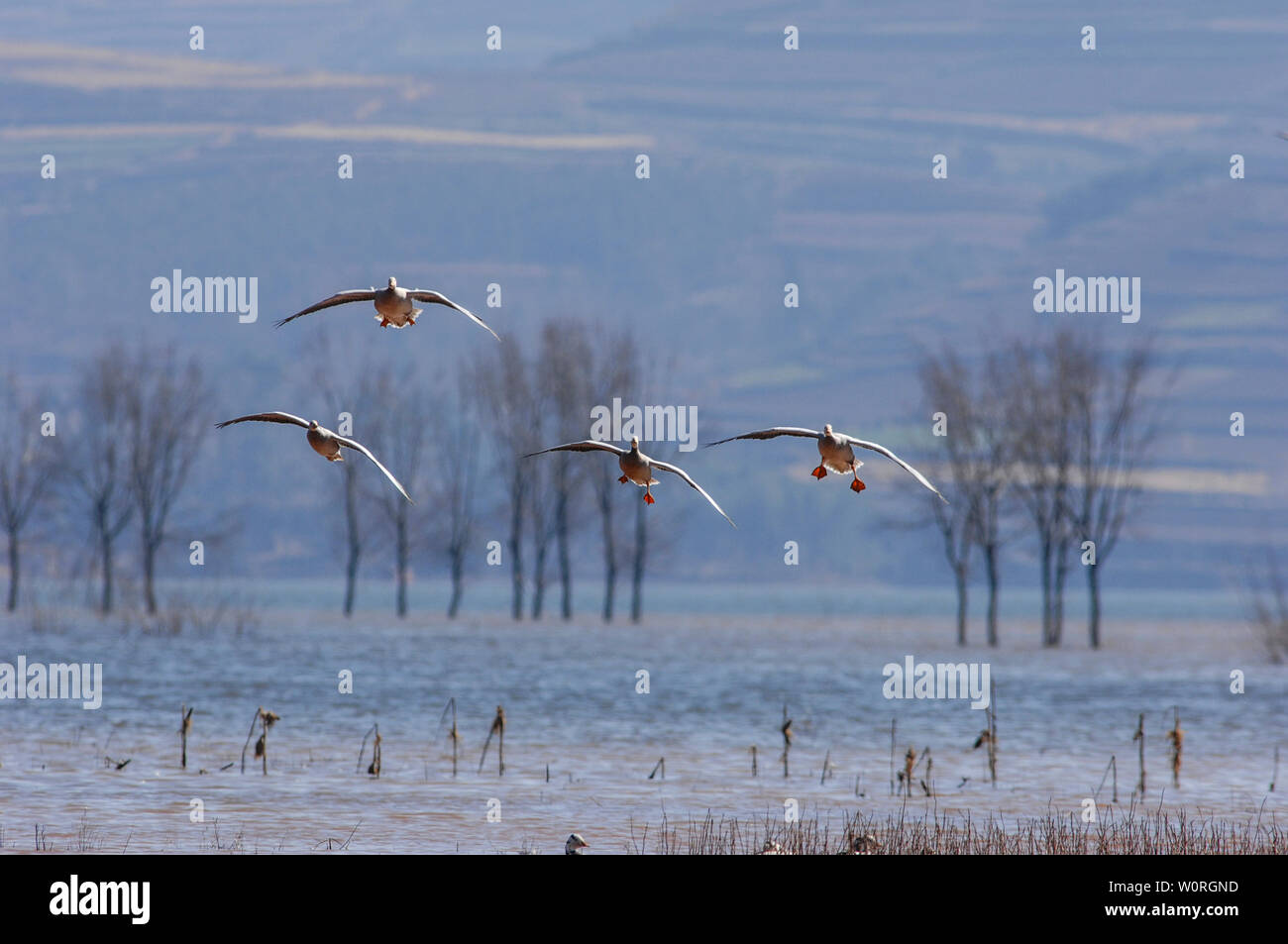 Birds such as black-necked cranes in Dashanbao, Zhaotong, Yunnan ...