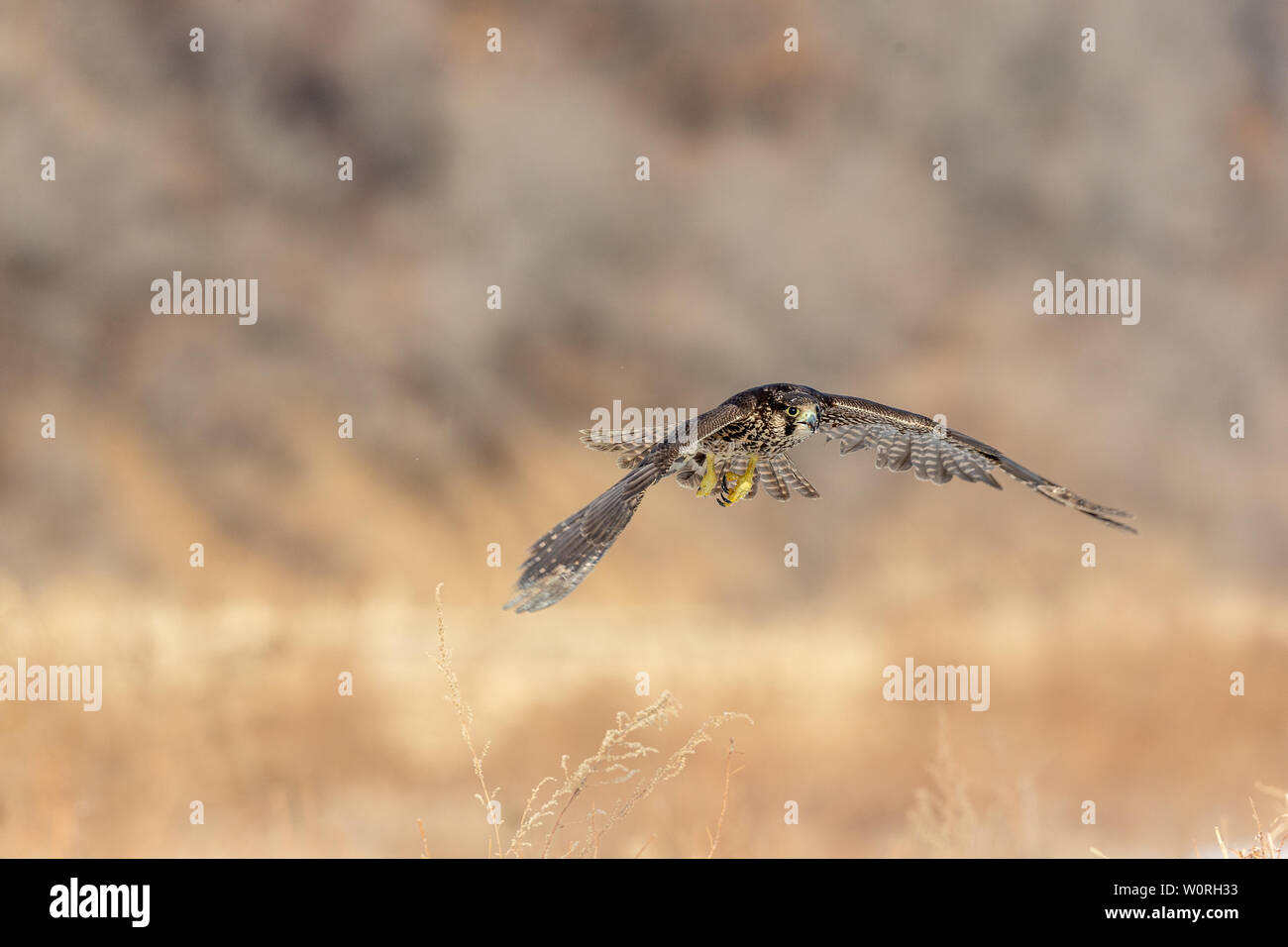 Peregrine falcons flying in the sun and snow Stock Photo - Alamy