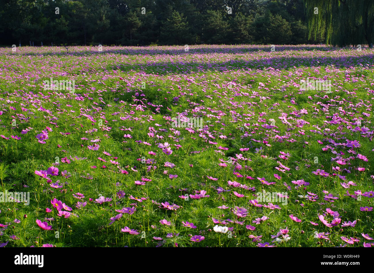 Gesang flower African chrysanthemum Orson flower field wild interest ...