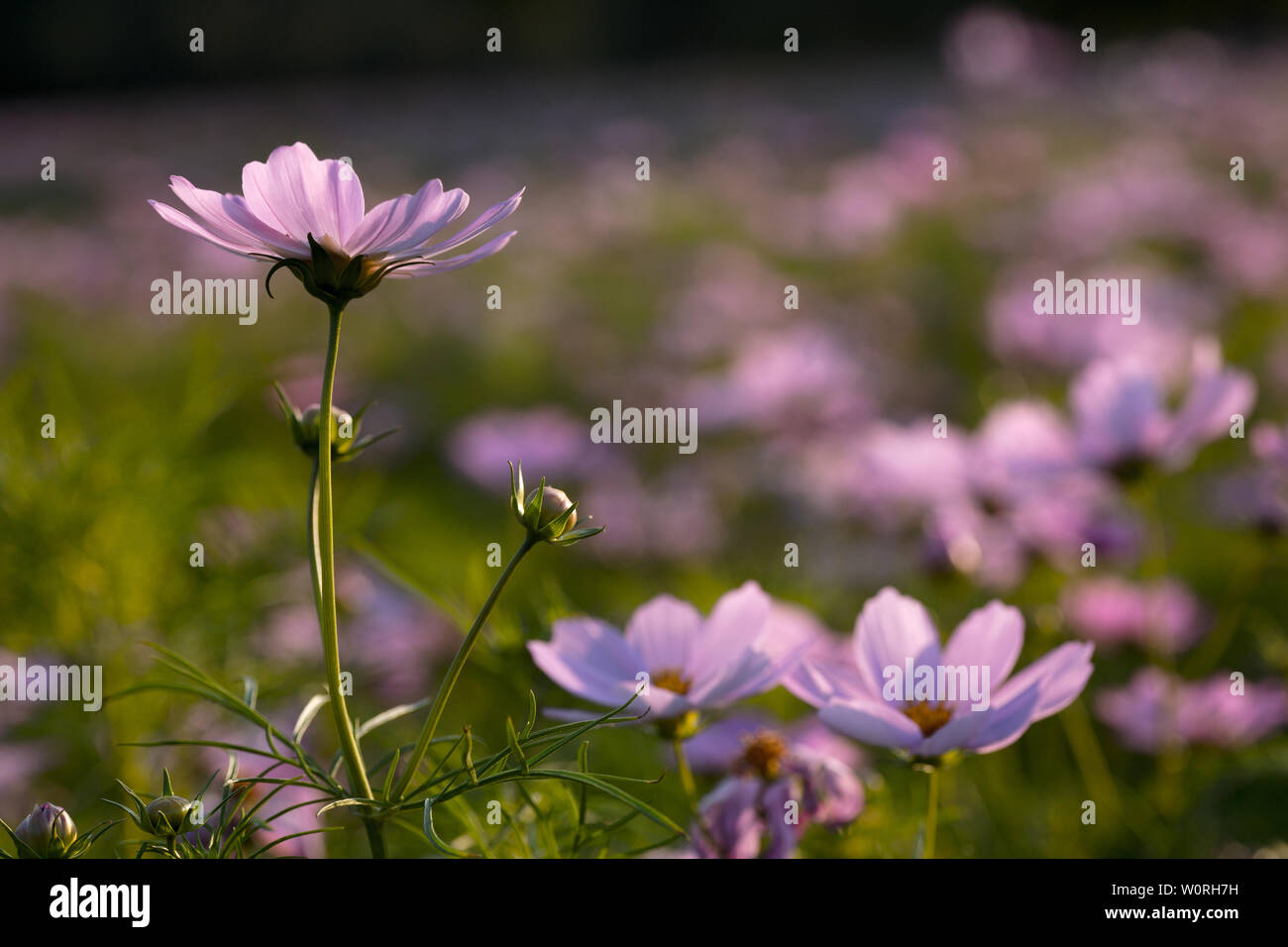Gesang flower African chrysanthemum Orson flower field wild interest ...