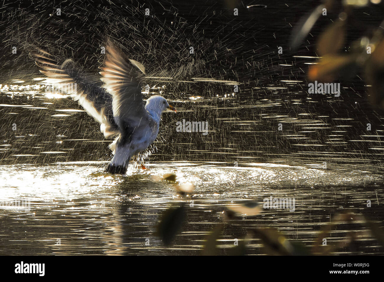 Slow door snaps flying birds Stock Photo - Alamy