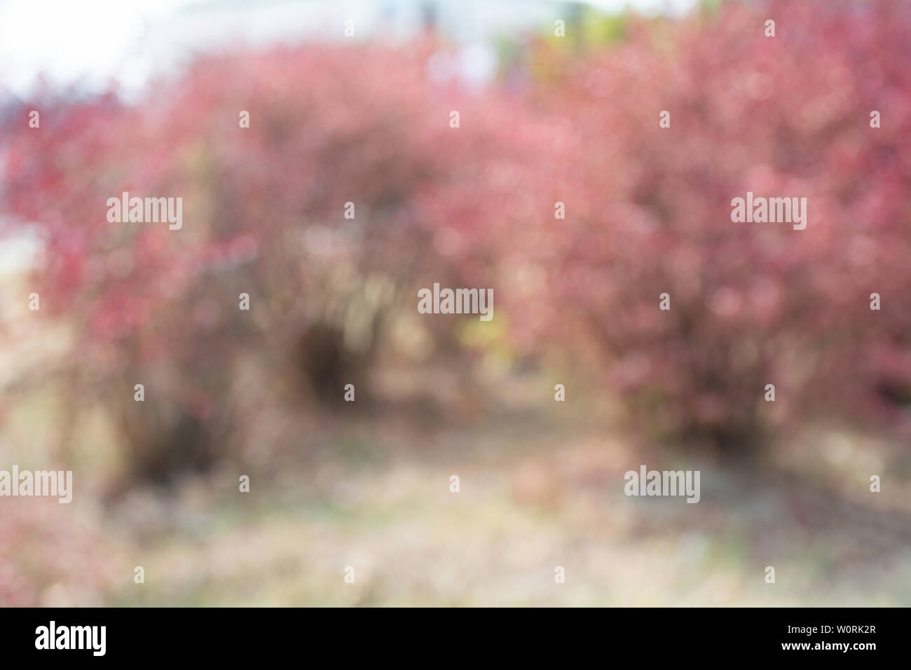 Blurred image of urban decoration bush out of focus shot of city park ...