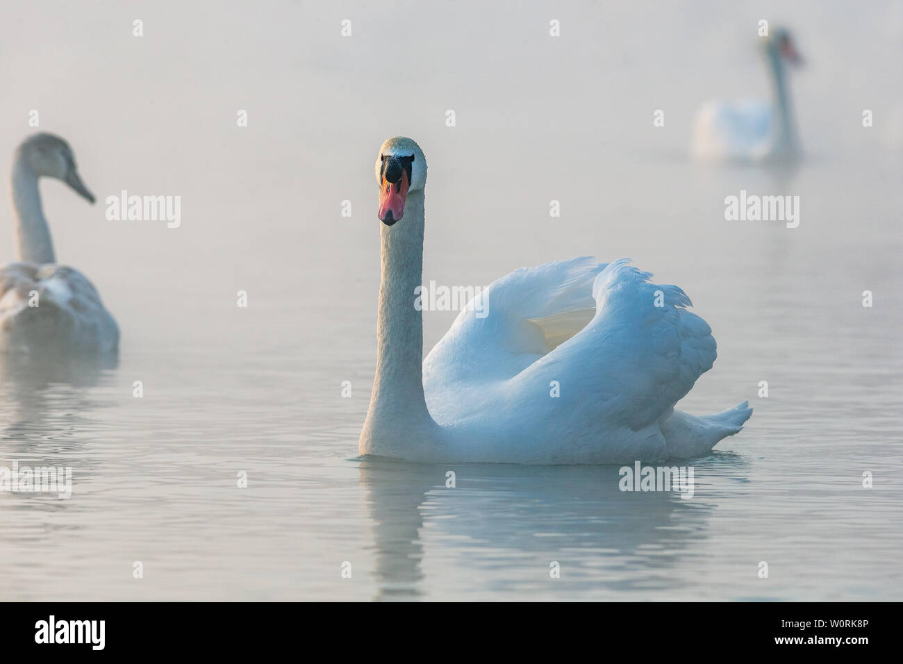 A warts-nosed swan swimming in hot springs in Yili, Xinjiang in winter ...