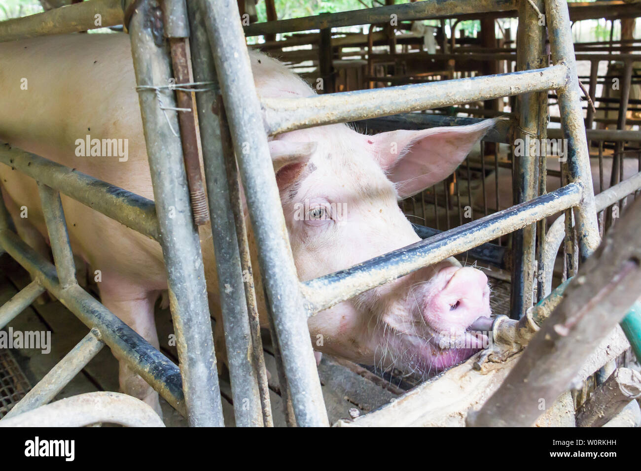Dirty pigs at pen Stock Photo - Alamy