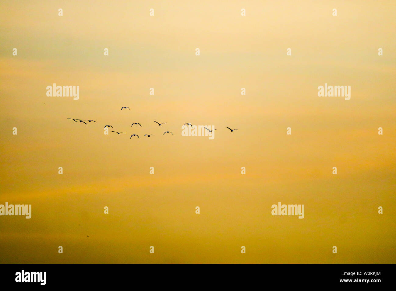 birds flying to home on sunset sky soft cloud background Stock Photo ...