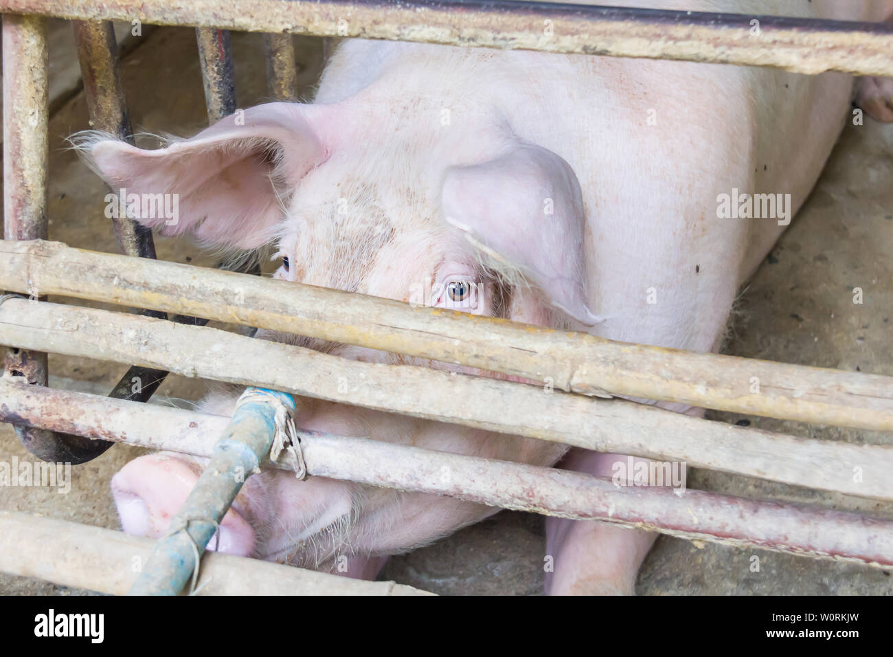 Dirty pigs at pen Stock Photo - Alamy