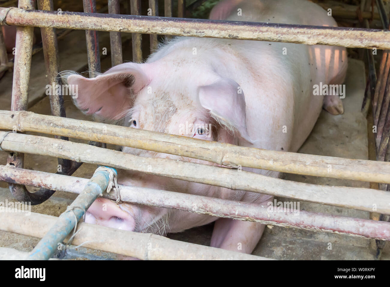 Dirty pigs at pen Stock Photo - Alamy
