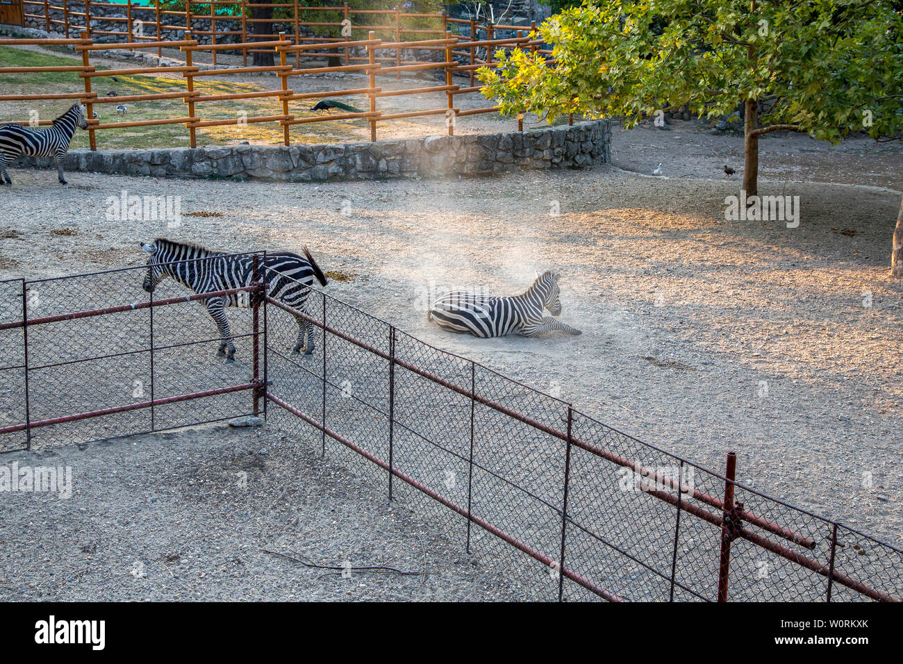 Belgrade zoo hi-res stock photography and images - Alamy