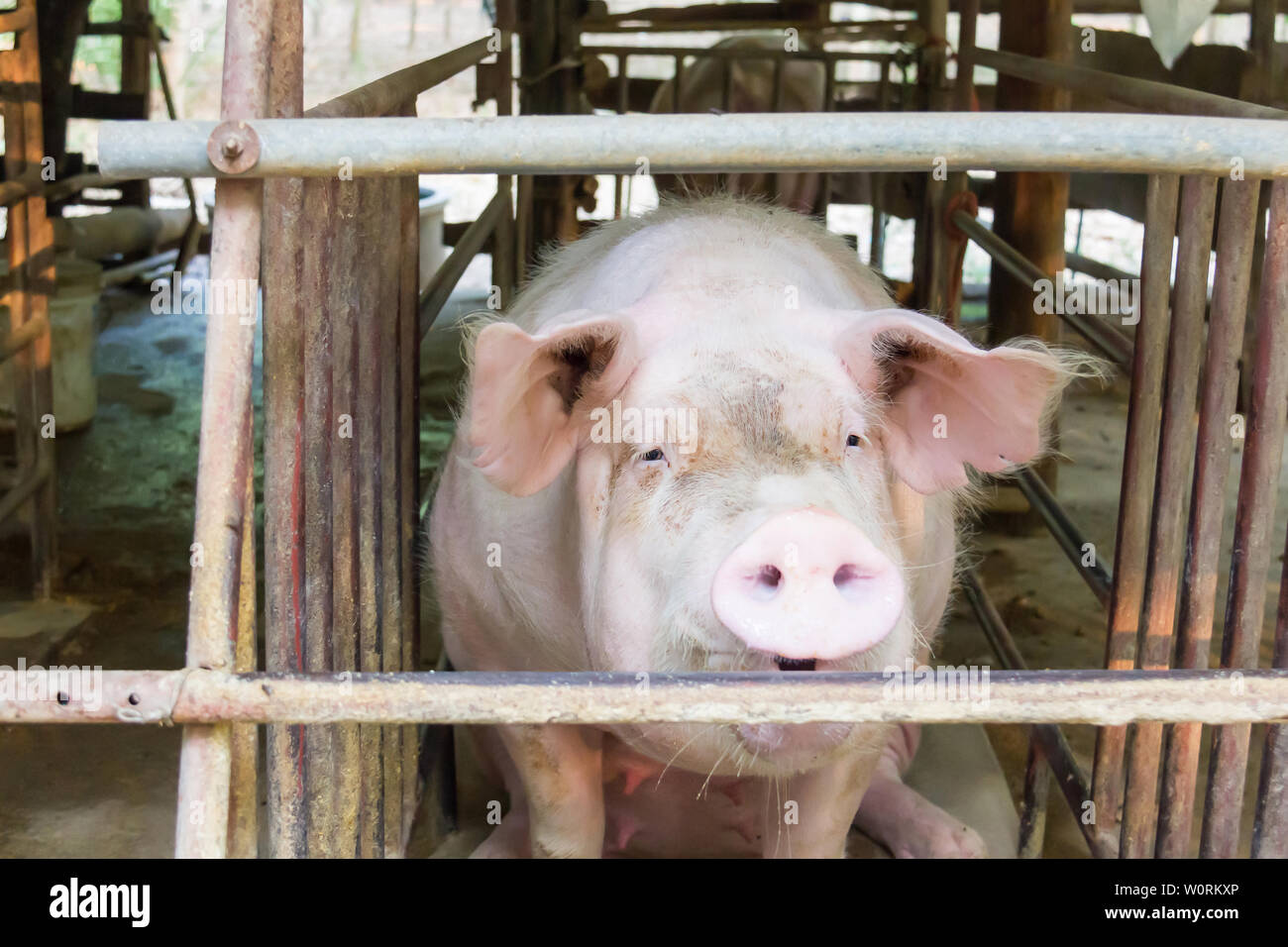 Dirty pigs at pen Stock Photo - Alamy