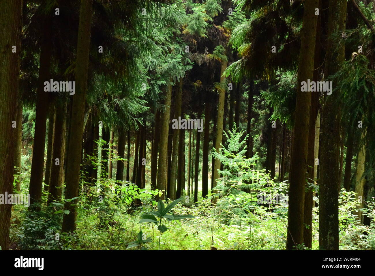 Forest park landscape Stock Photo - Alamy