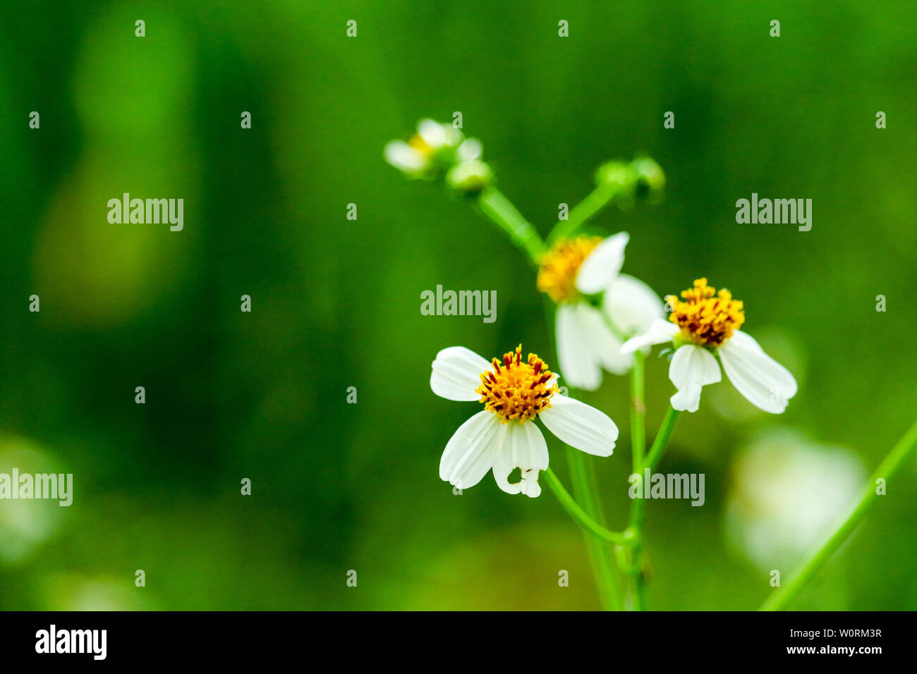 daisy flower has falling because the weather change into the summer ...