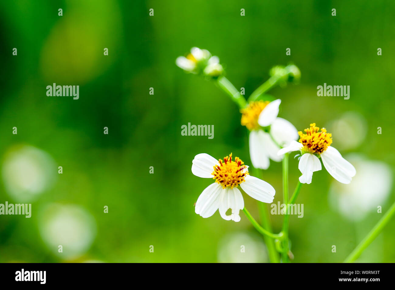 daisy flower has falling because the weather change into the summer ...