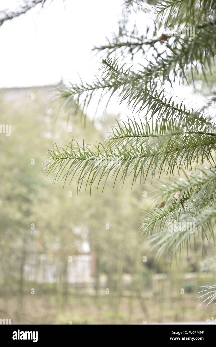 Fresh mobile phone wallpaper Stock Photo - Alamy