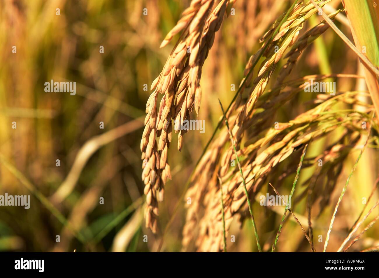 High definition rice hi-res stock photography and images - Alamy
