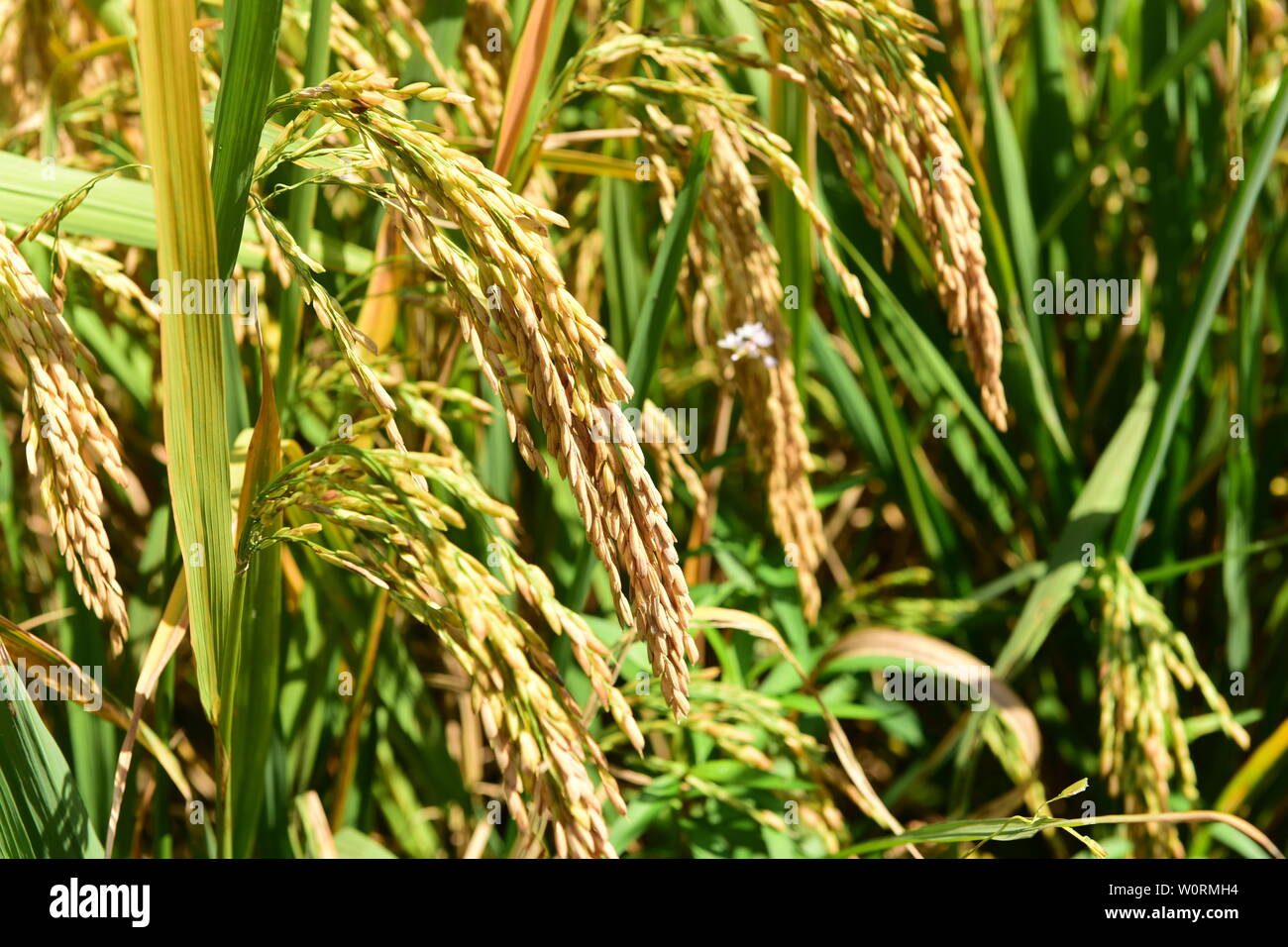 Spike of rice Stock Photo - Alamy